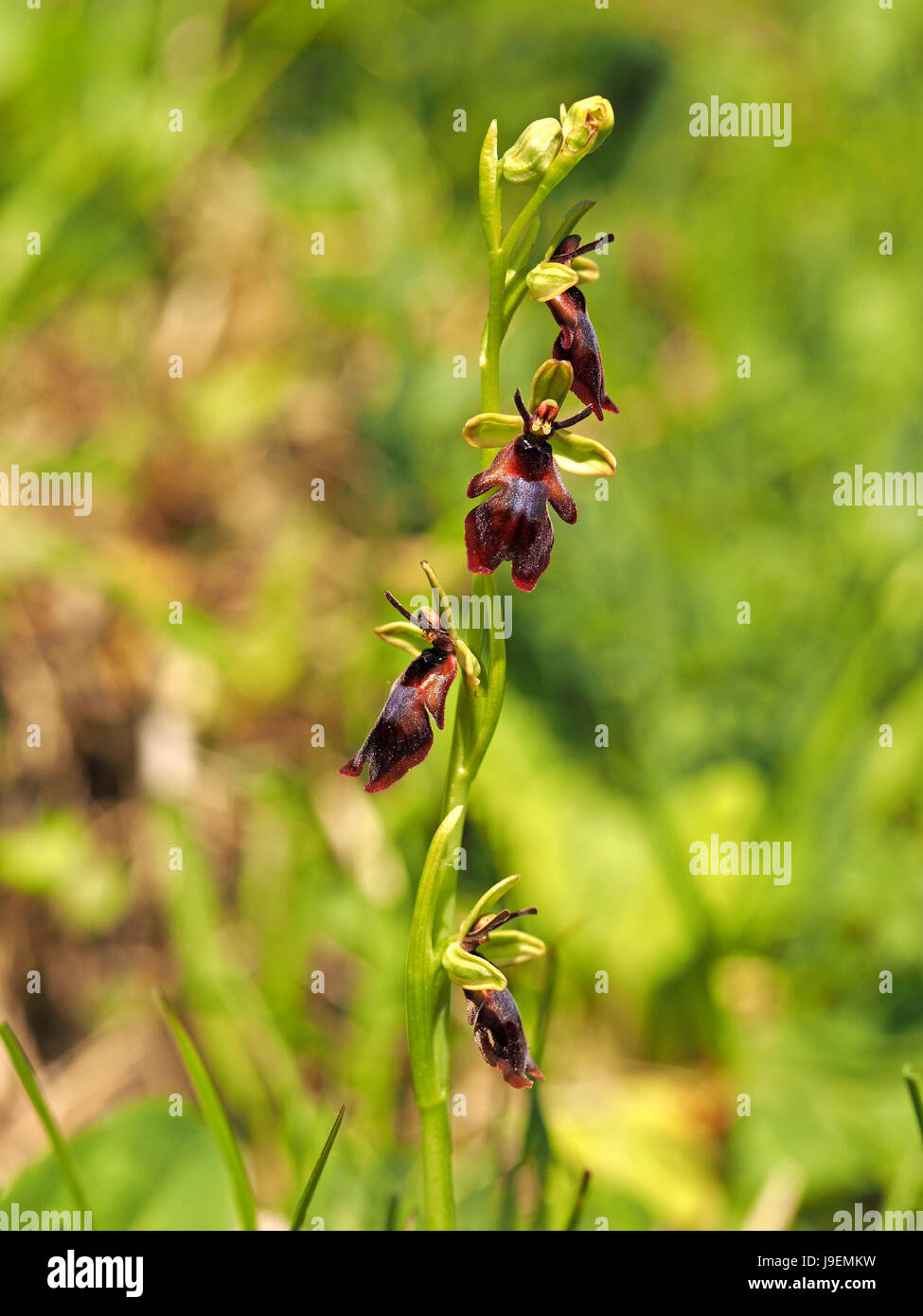 spectacular little Fly orchid flowers (Ophrys insectifera) mimicking ...