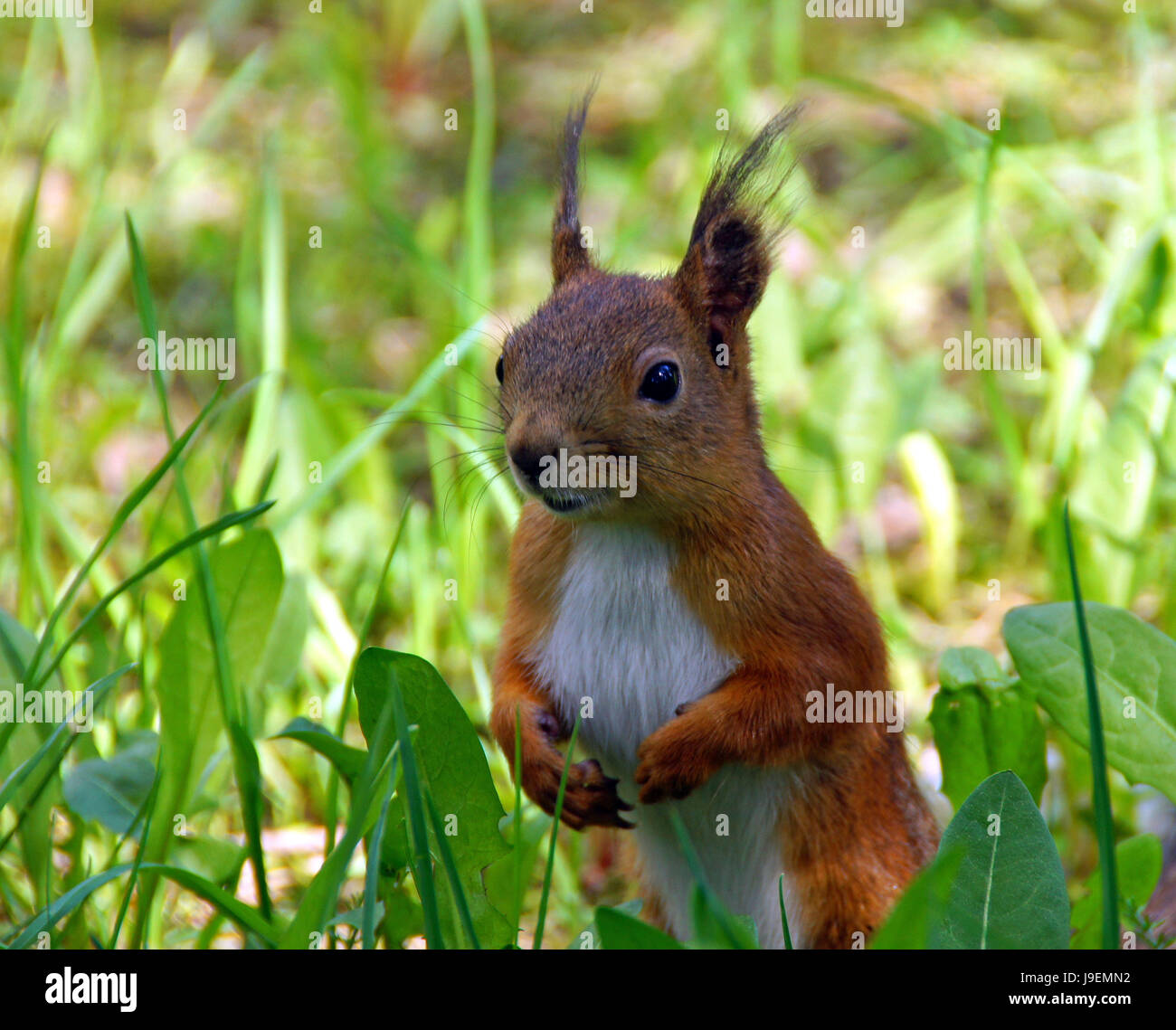 summer, summerly, rise, climb, climbing, ascend, uphill, tread, clamber ...