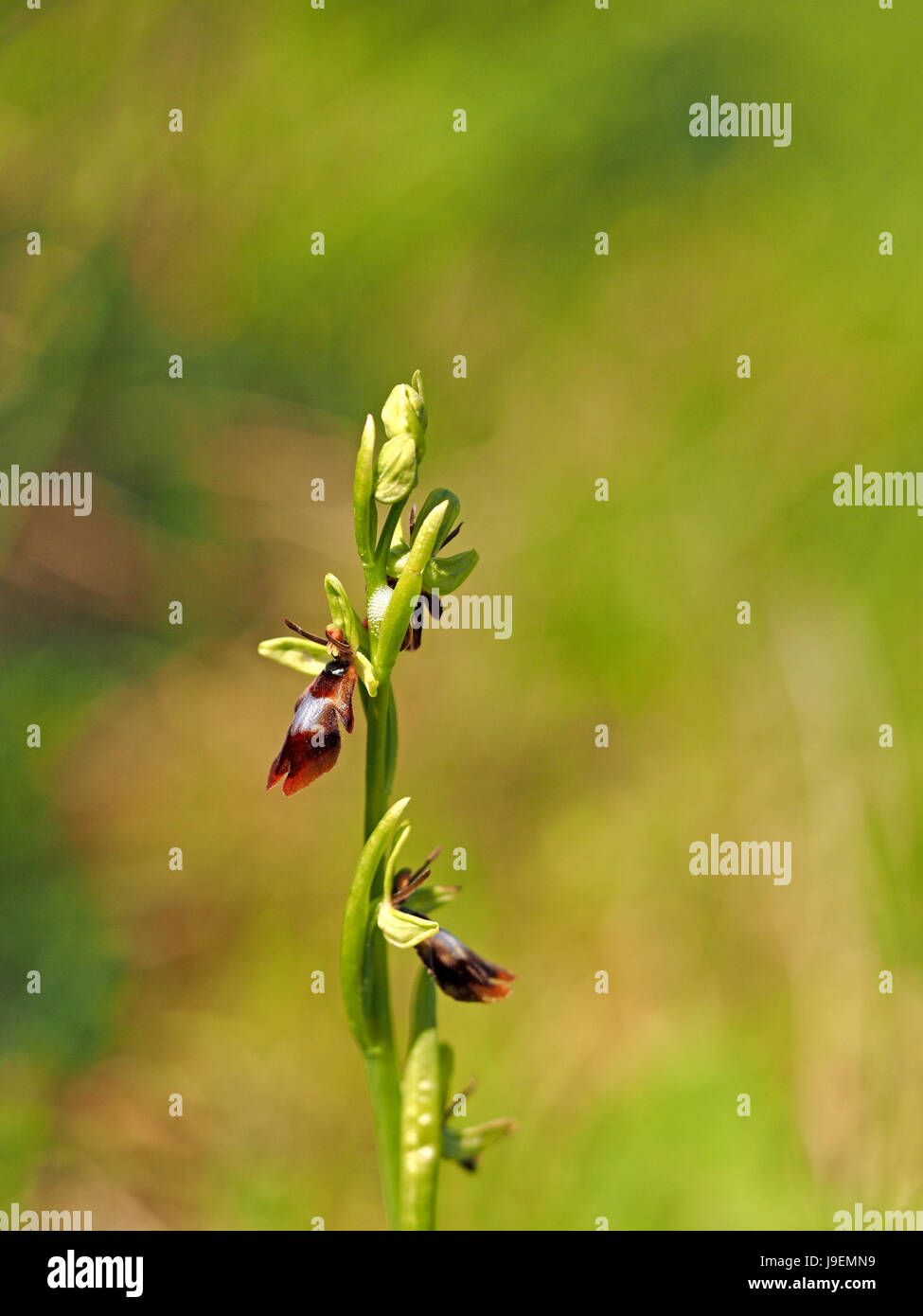 spectacular little Fly orchid flowers (Ophrys insectifera) mimicking ...