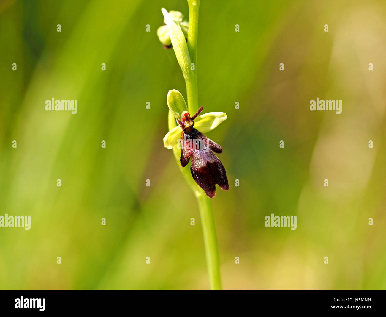 spectacular little Fly orchid flowers (Ophrys insectifera) mimicking ...
