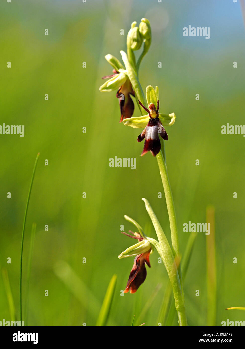 spectacular little Fly orchid flowers (Ophrys insectifera) mimicking ...
