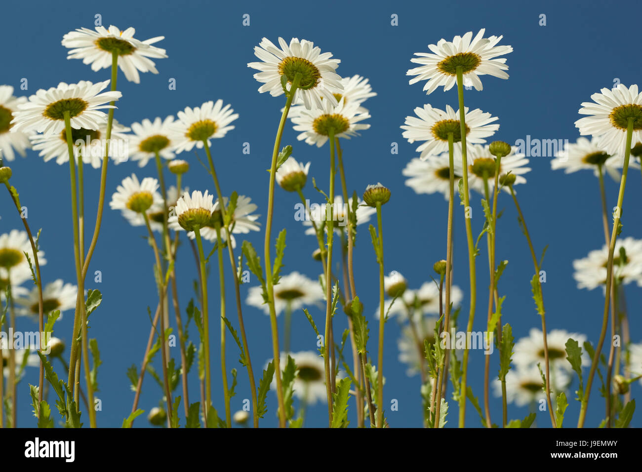 blue, flower, plant, marguerite, daisy, firmament, sky, white, blue ...