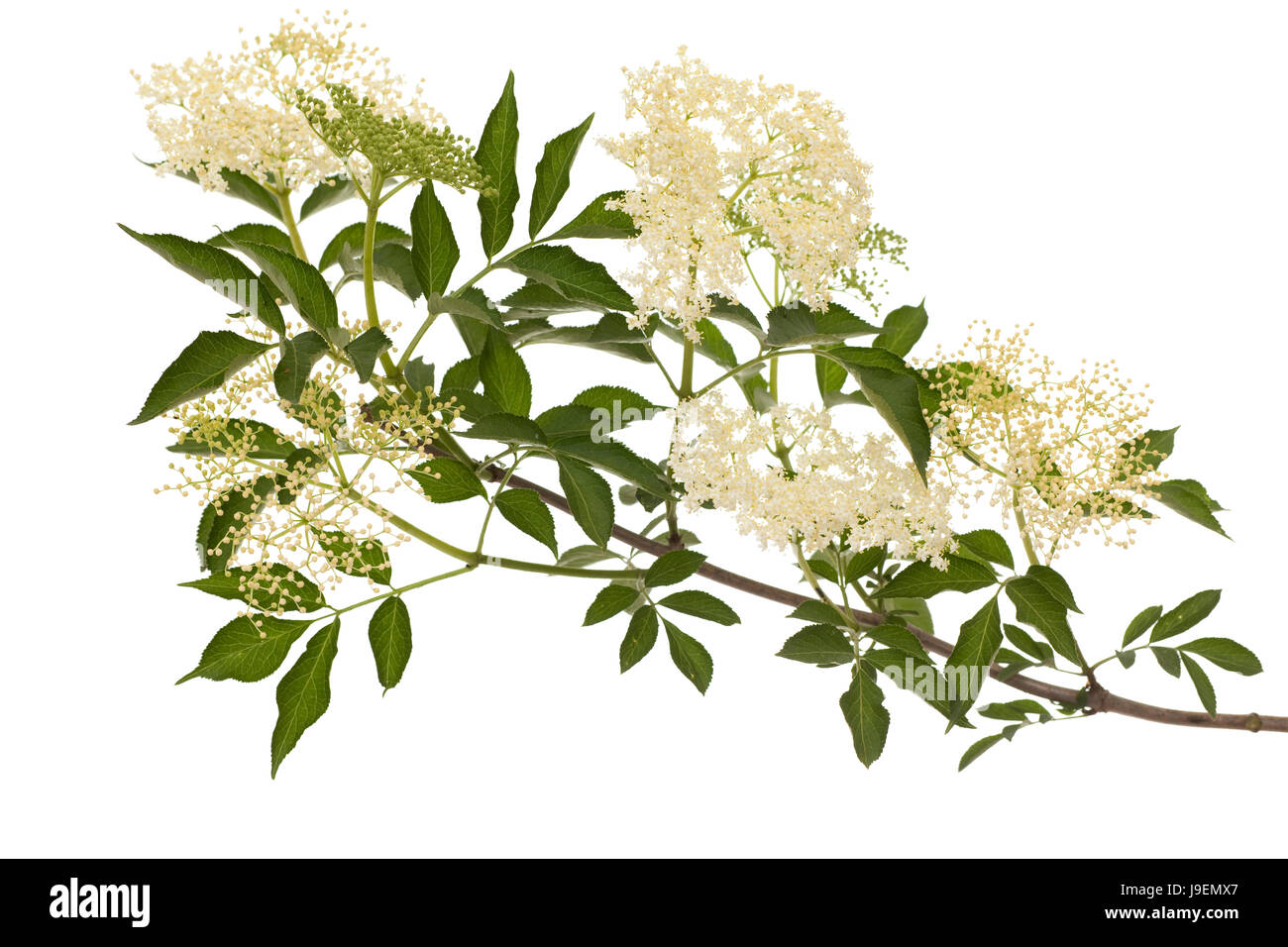 flower, plant, branch, lilac, elder, leaf, closeup, flower, plant ...