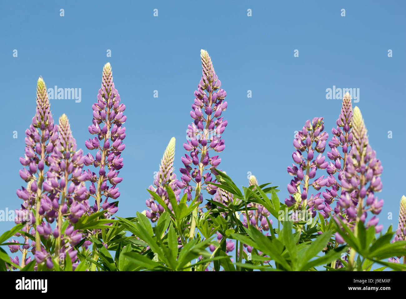 blue, flower, plant, purple, lupin, firmament, sky, blue, leaf, closeup ...