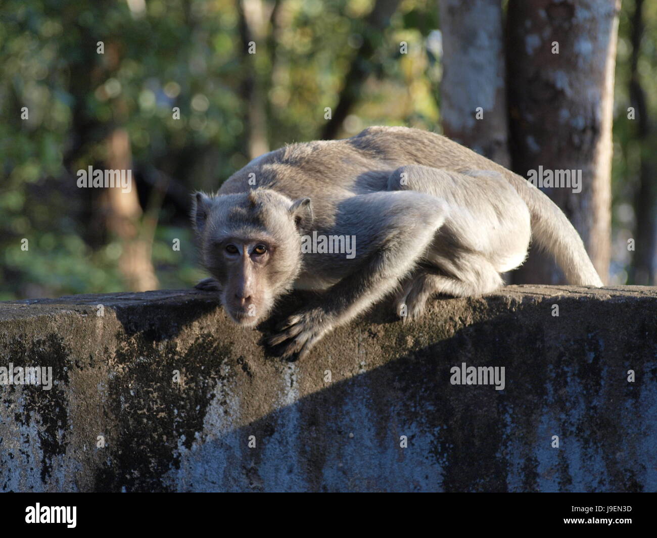 monkey, threat, distrustful, frowningly, menacing, stare, squat, duck ...