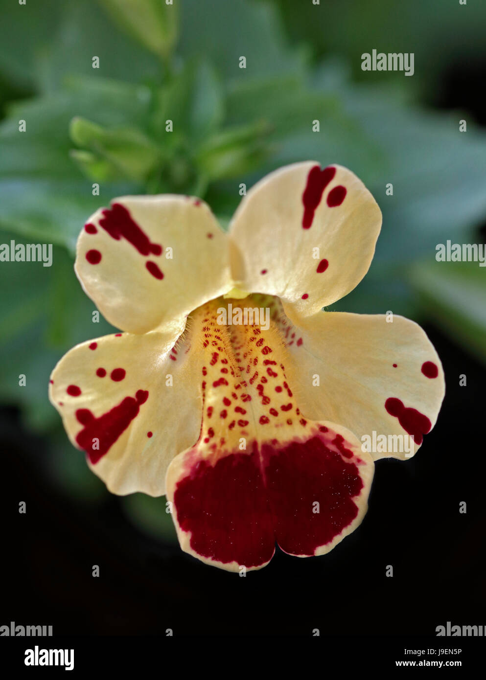 Mimulus hi-res stock photography and images - Alamy