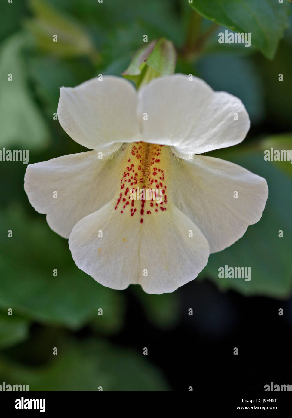 White mimulus hi-res stock photography and images - Alamy