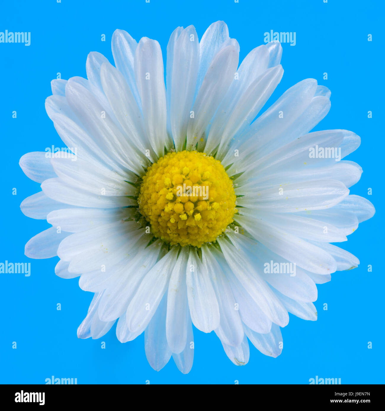 Macro of a daisy flower blossom with blue background Stock Photo - Alamy