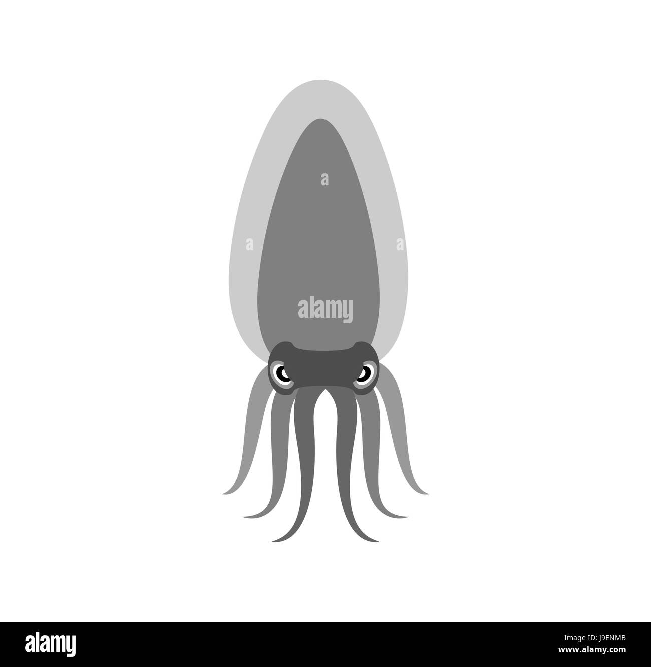 Squid on a white background. Vector illustration of a sea animal with ...