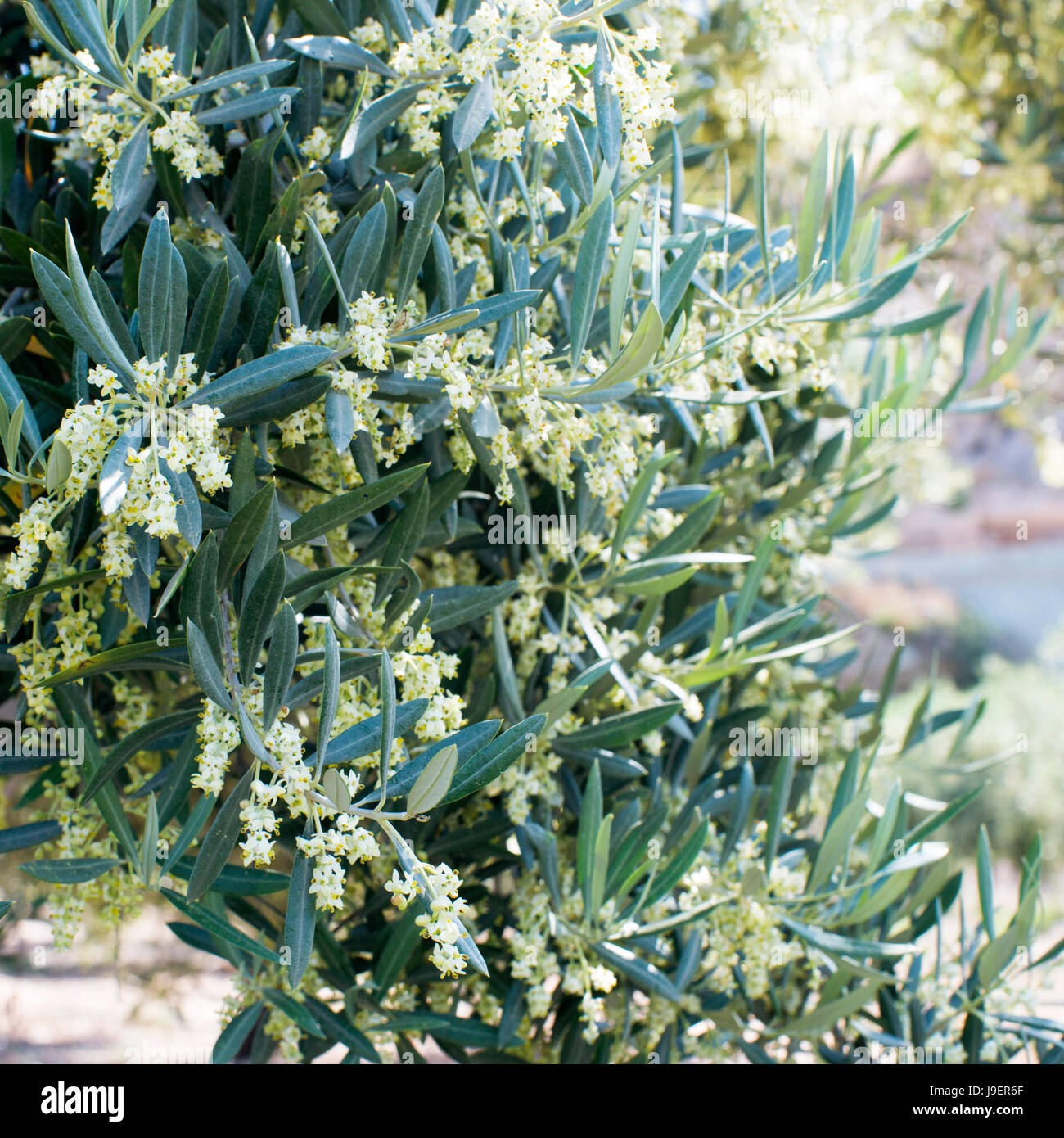 Olive tree full of flowers hi-res stock photography and images - Alamy