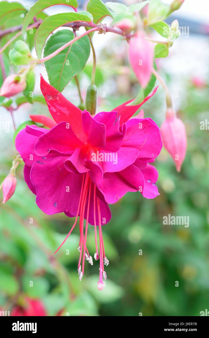 Single Pink Fuchsia Flower Stock Photo - Alamy