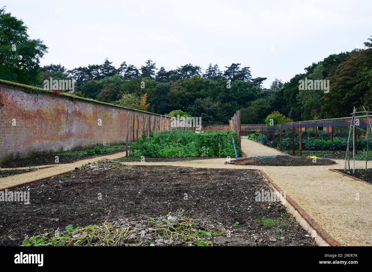 Vegetable plot in English walled garden Stock Photo - Alamy