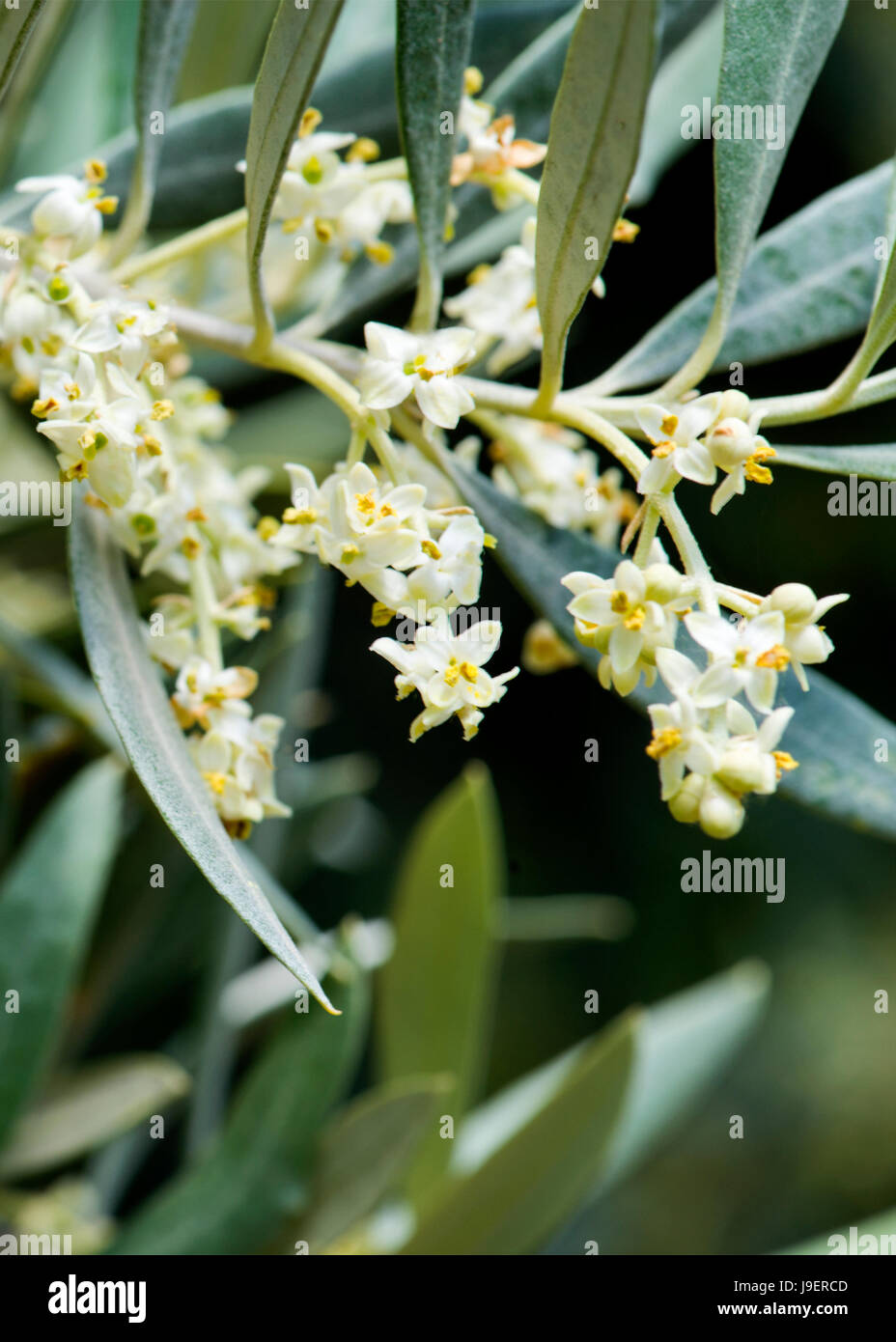 beautiful olive blossom shot close up green and yellow colors copy ...