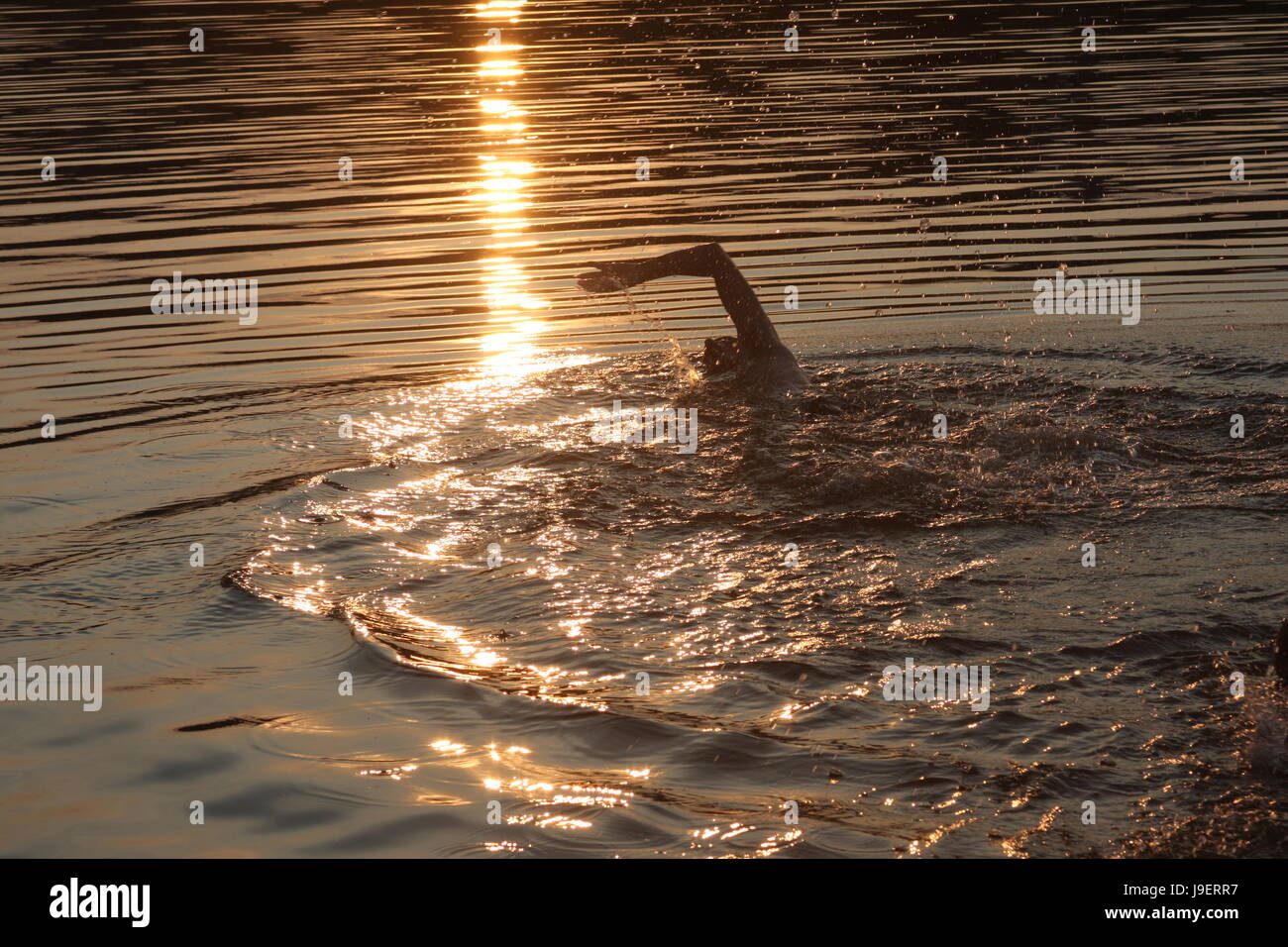 Person swimming at sunset Stock Photo - Alamy