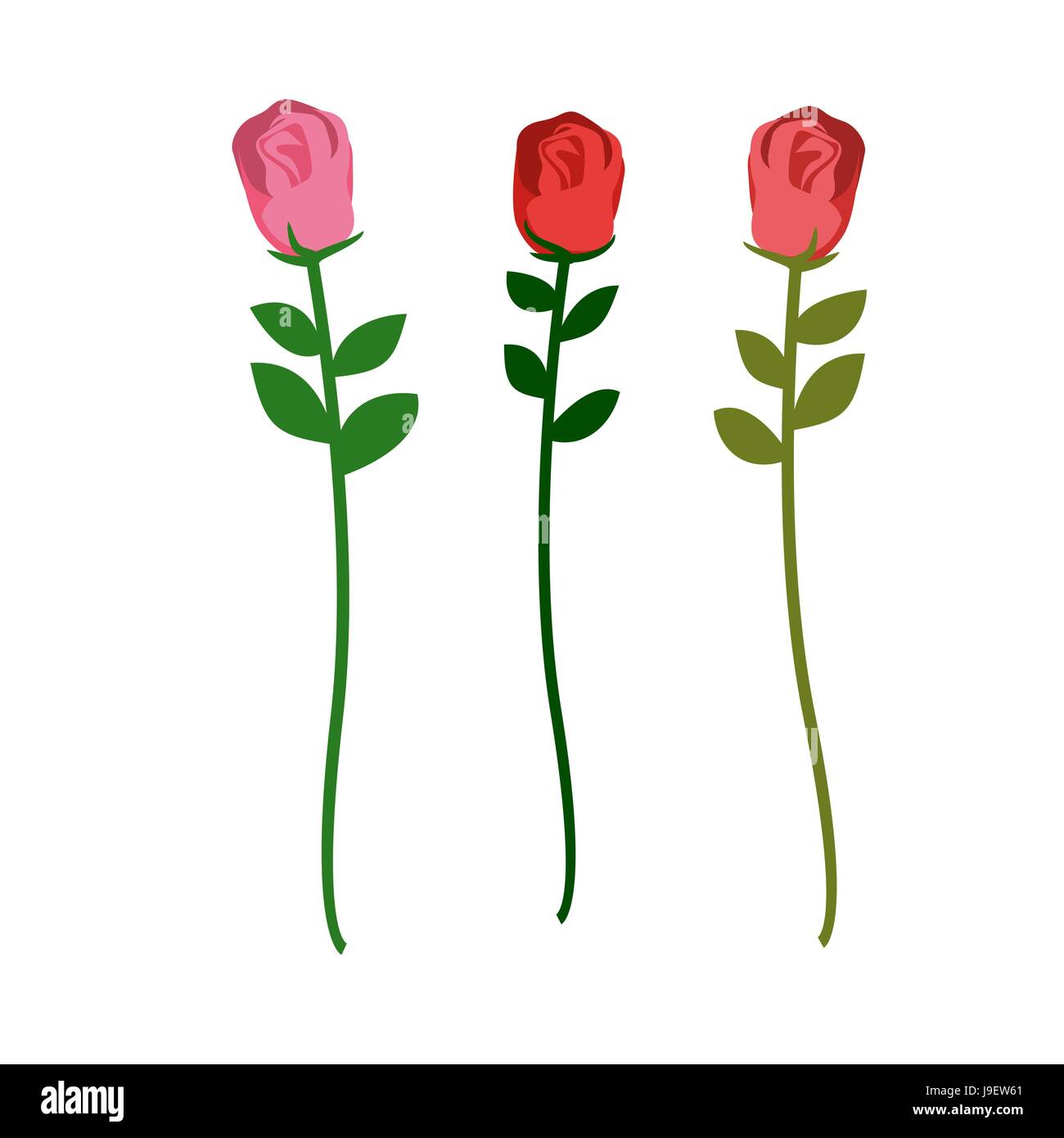 Closeup pale pink rose Stock Vector Images - Alamy