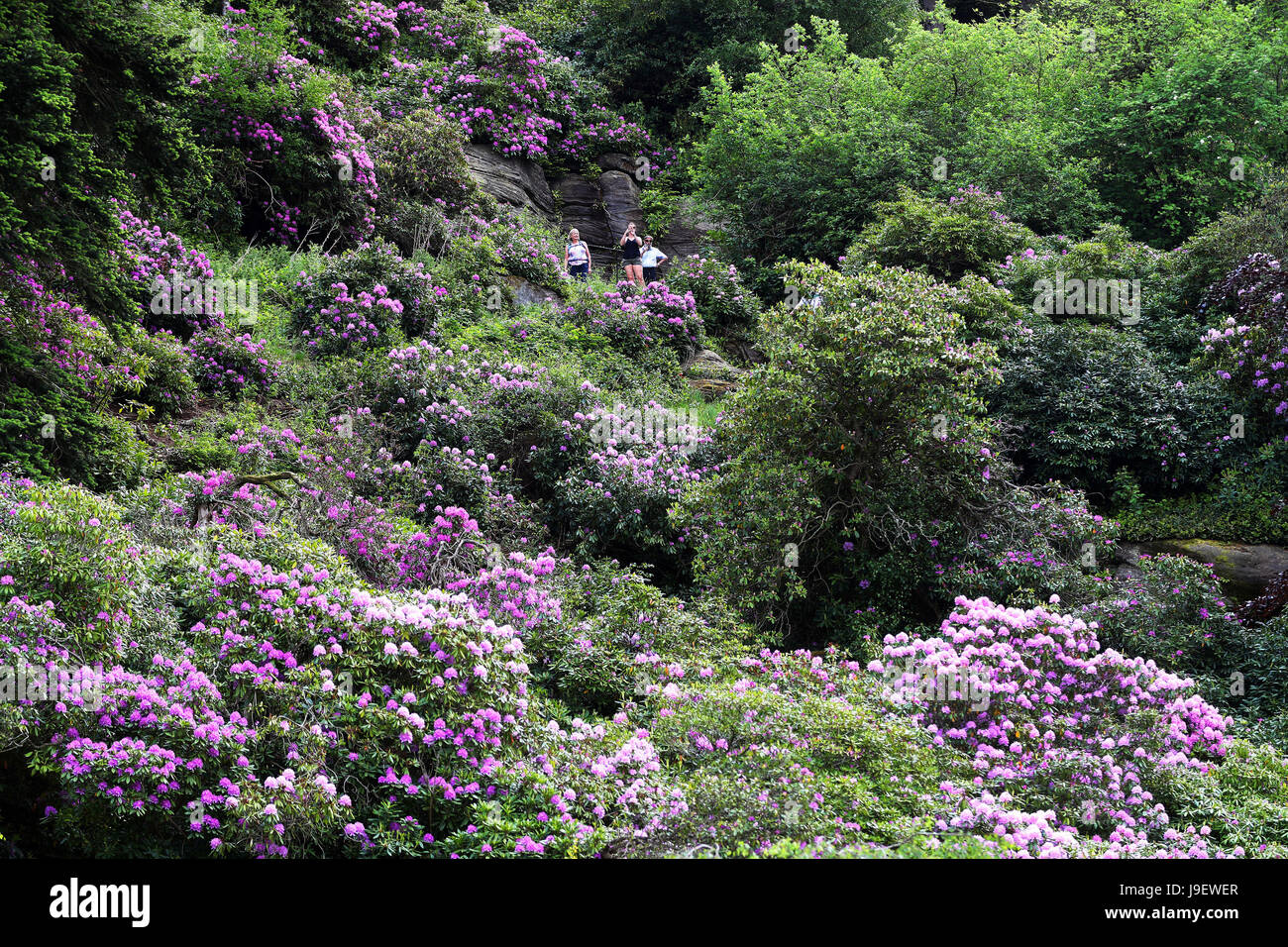 Full bloom national trusts cragside hall hi-res stock photography and ...