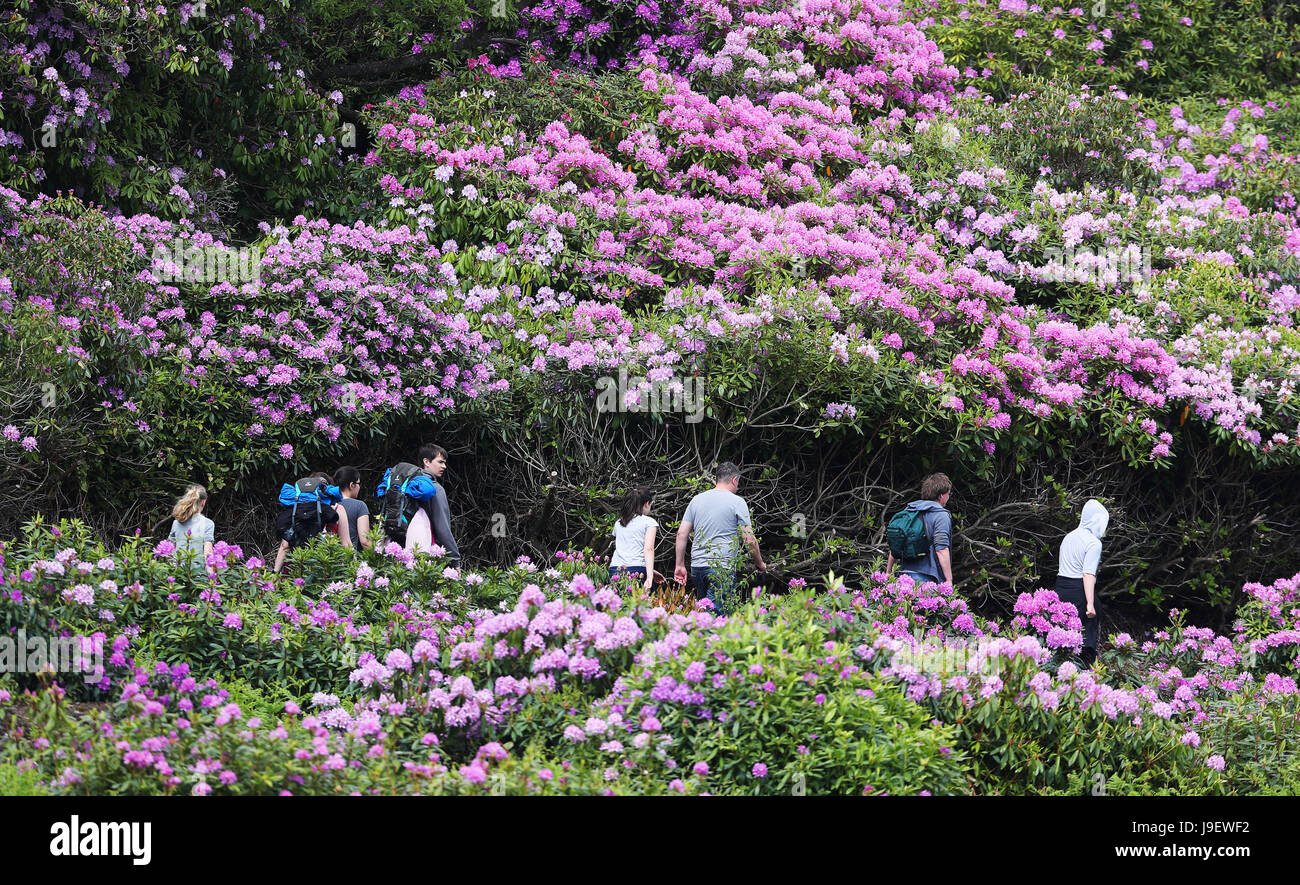 Beautiful colours as the Rhododendrons are out in full bloom at the ...