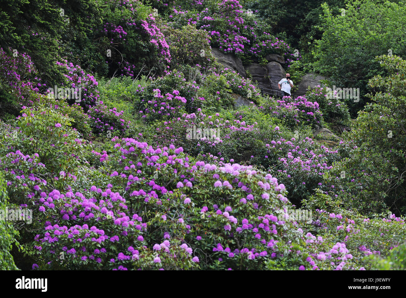 Full bloom national trusts cragside hall hi-res stock photography and ...