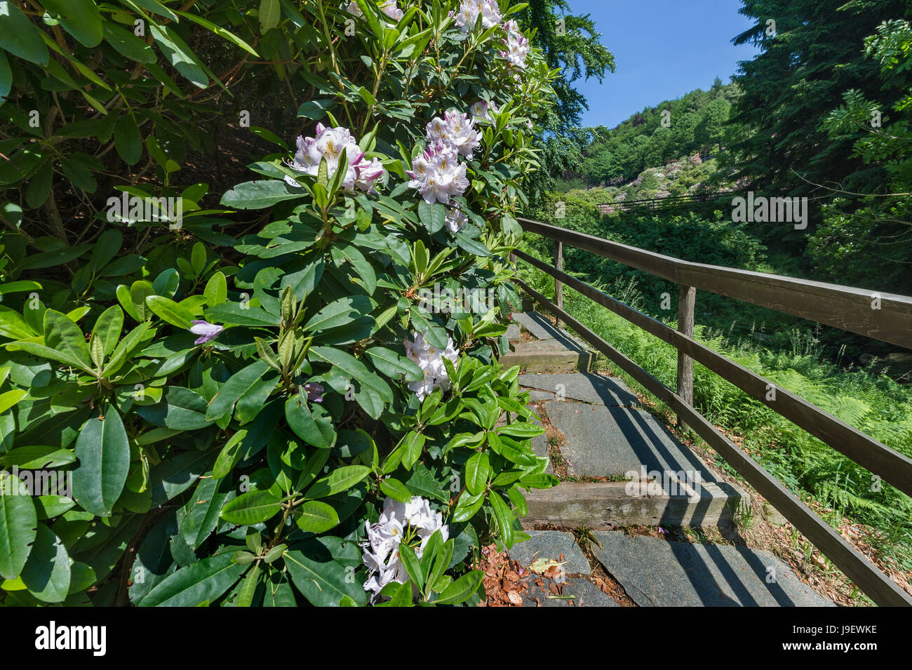 Trivero (Vc), Oasi Zegna, Rododendri himalajano (Rhododendron arboreum ...