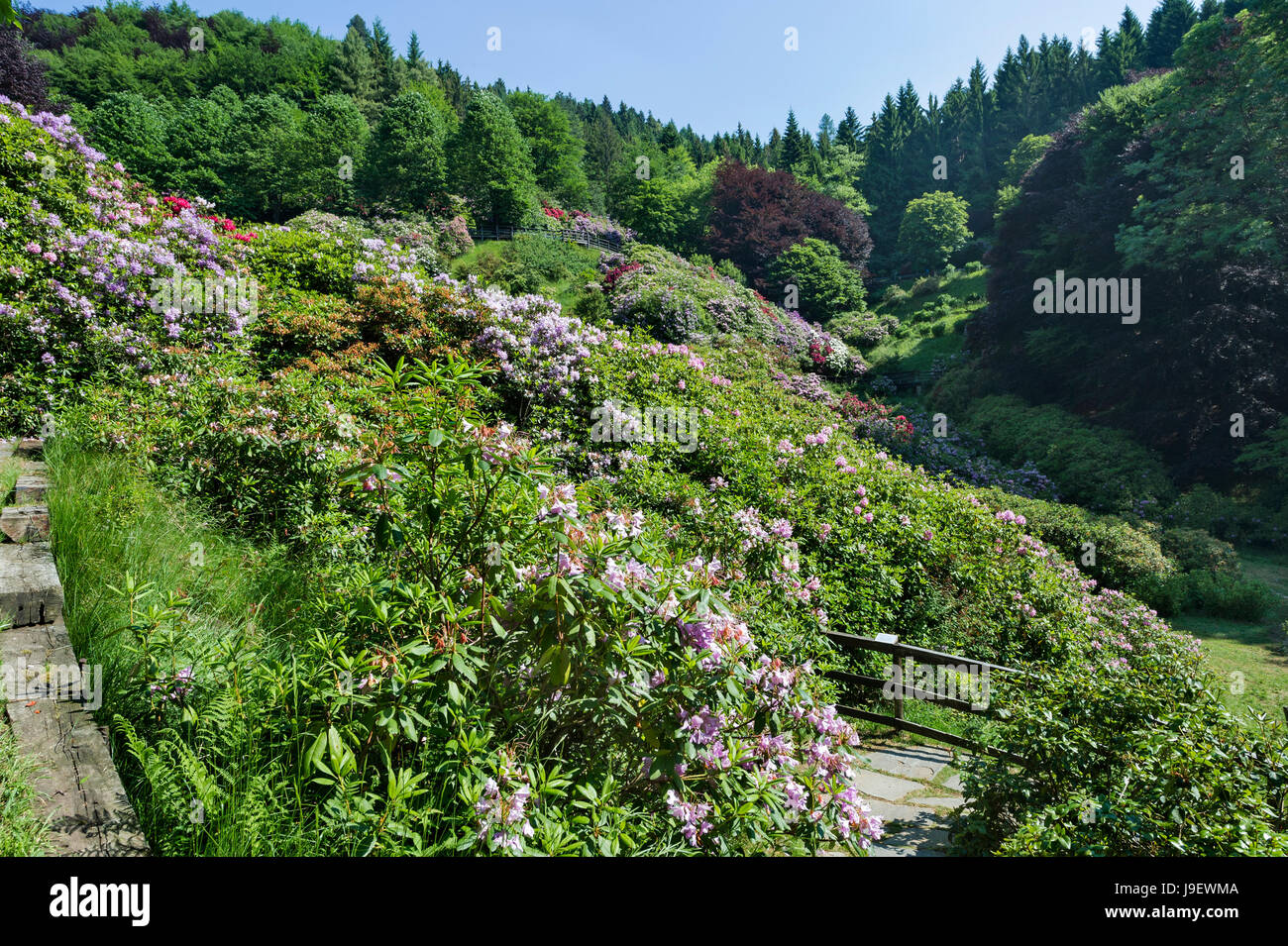 Trivero (Vc), Oasi Zegna, Rododendri himalajano (Rhododendron arboreum ...