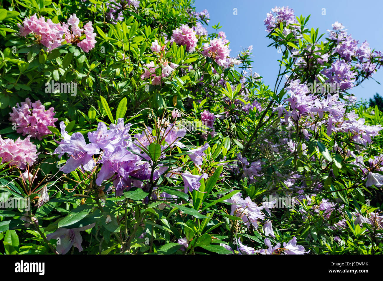 Rododendri hi-res stock photography and images - Alamy