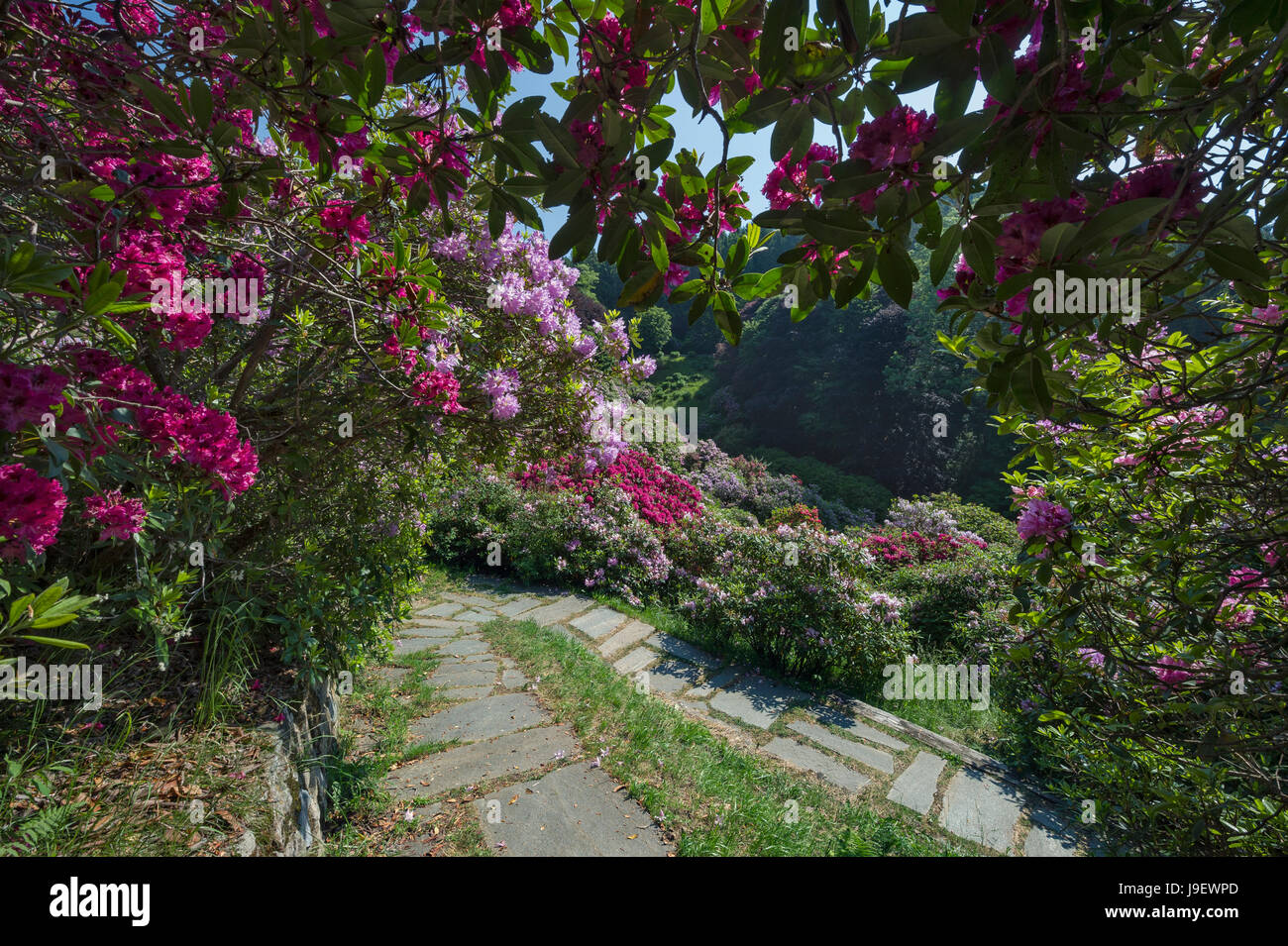 Trivero (Vc), Oasi Zegna, Rododendri himalajano (Rhododendron arboreum ...