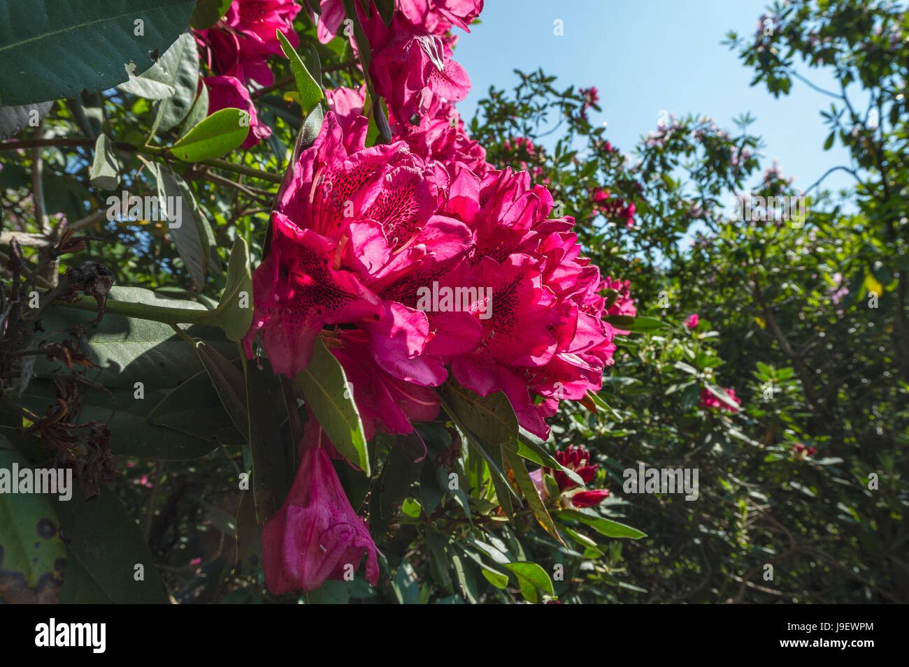 Trivero (Vc), Oasi Zegna, Rododendri himalajano (Rhododendron arboreum ...