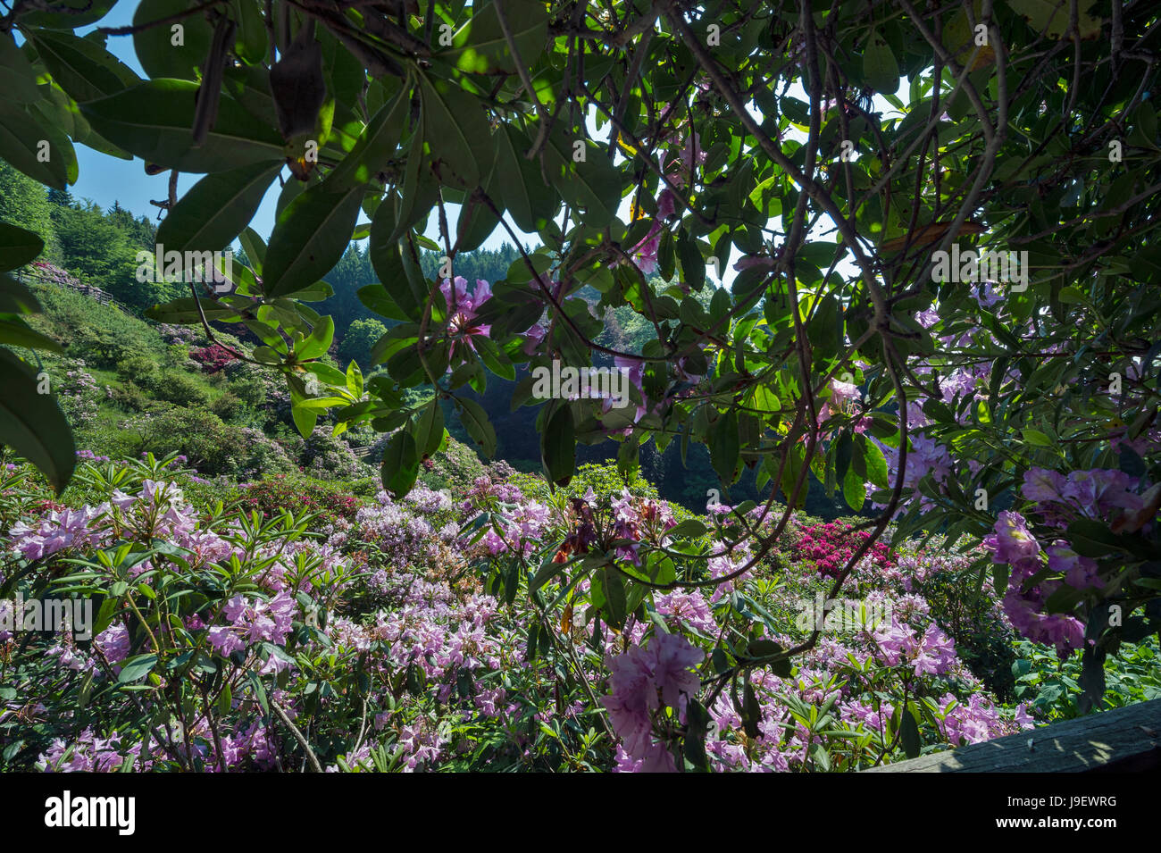 Trivero (Vc), Oasi Zegna, Rododendri himalajano (Rhododendron arboreum ...