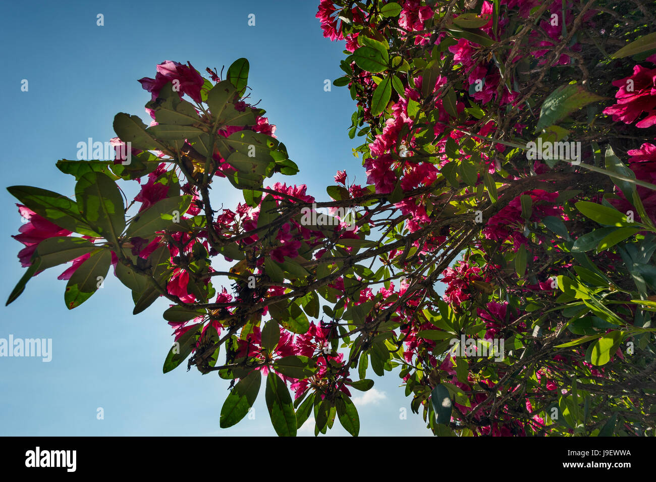 Trivero (Vc), Oasi Zegna, Rododendri himalajano (Rhododendron arboreum ...