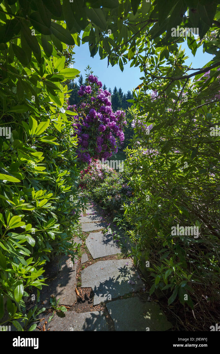 Trivero (Vc), Oasi Zegna, Rododendri himalajano (Rhododendron arboreum ...