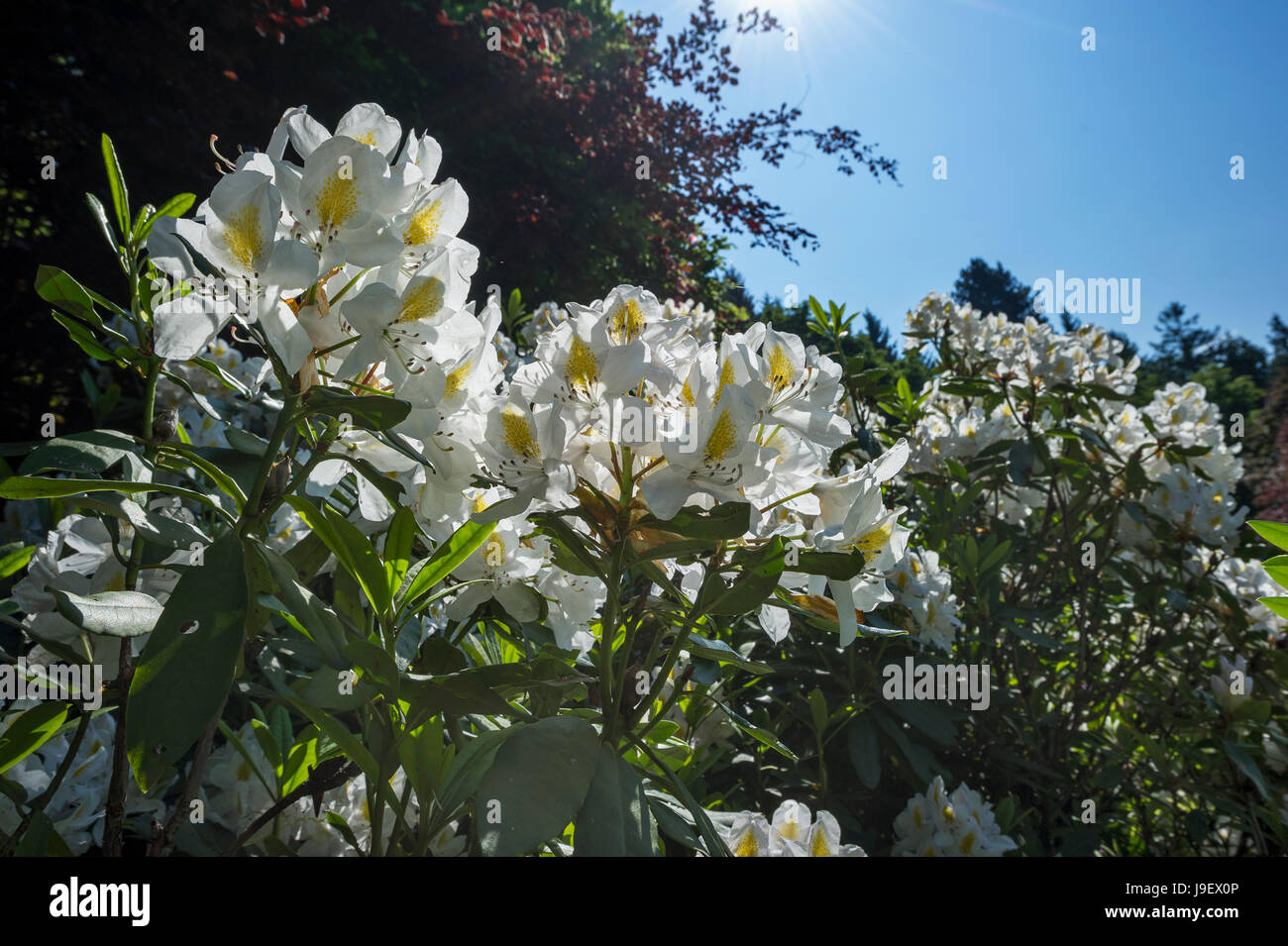 Trivero (Vc), Oasi Zegna, Rododendri himalajano (Rhododendron arboreum ...