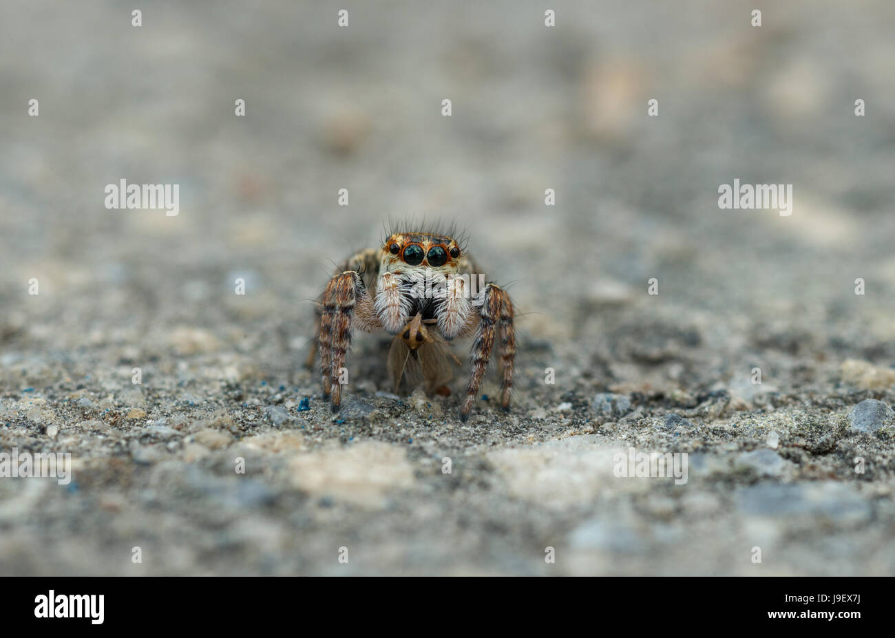 Jumping Spider with Kill Stock Photo - Alamy