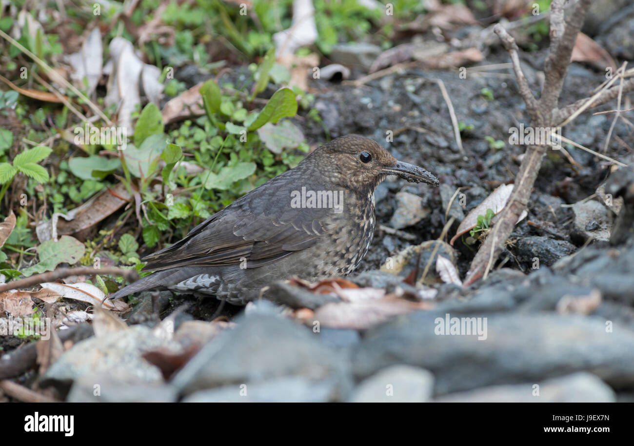 Uttarakhand birds hi-res stock photography and images - Alamy