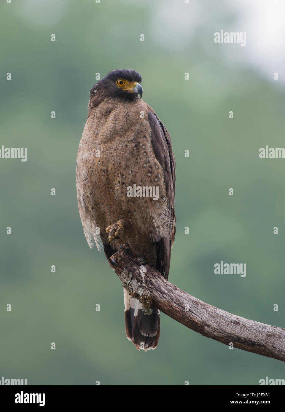 Crested Serpent Eagle Stock Photo - Alamy