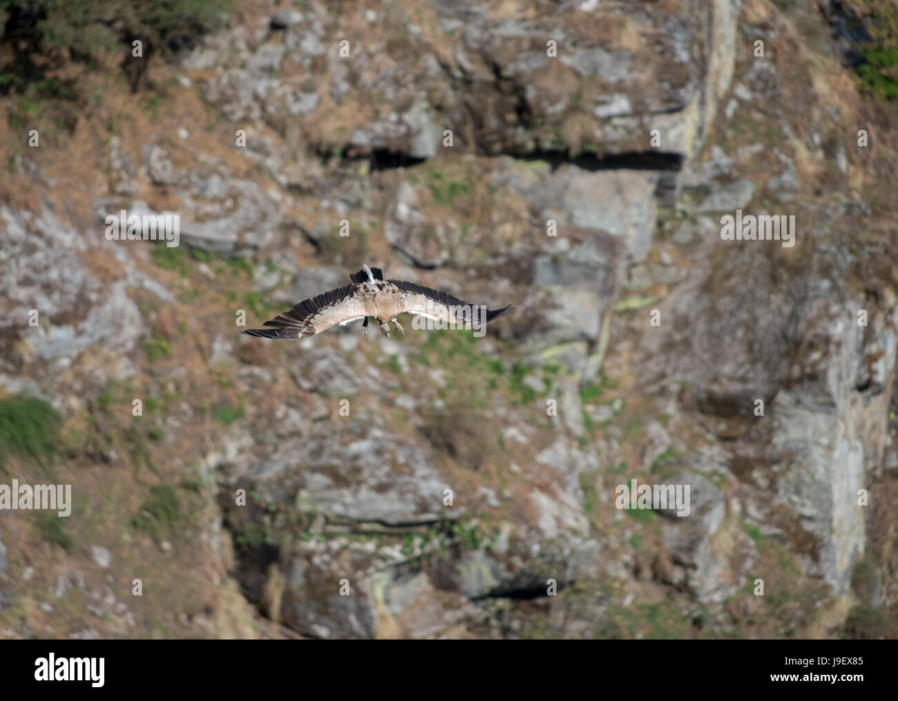 Himalayan Vulture in flight Stock Photo - Alamy