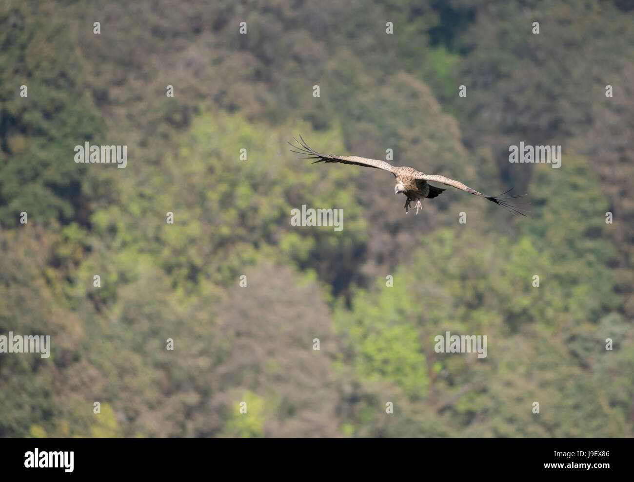 Himalayan Vulture in flight Stock Photo - Alamy