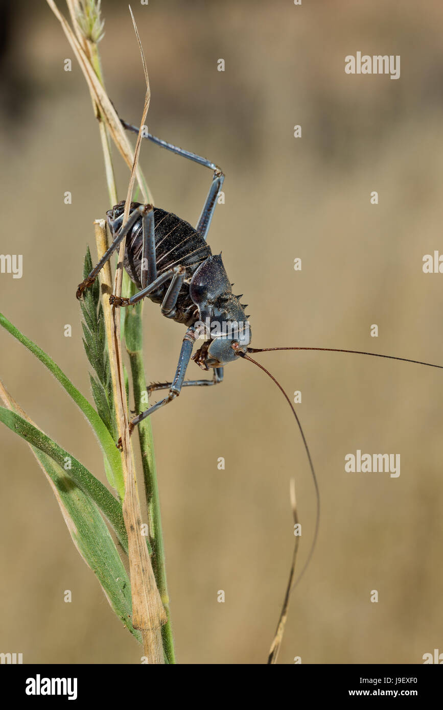 Corn Cricket, Acanthoplus discoidalis Stock Photo - Alamy