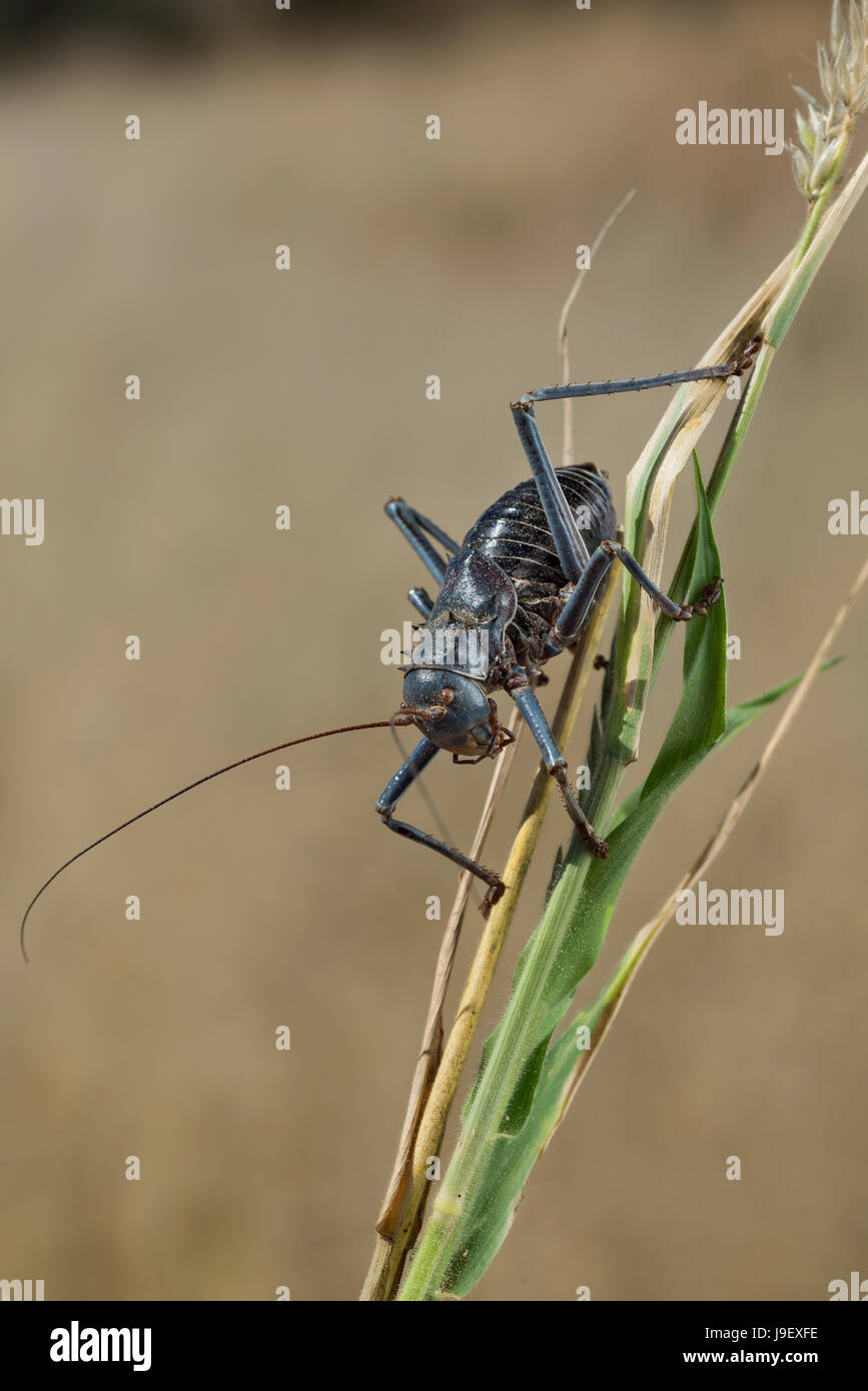 Corn Cricket, Acanthoplus discoidalis Stock Photo - Alamy