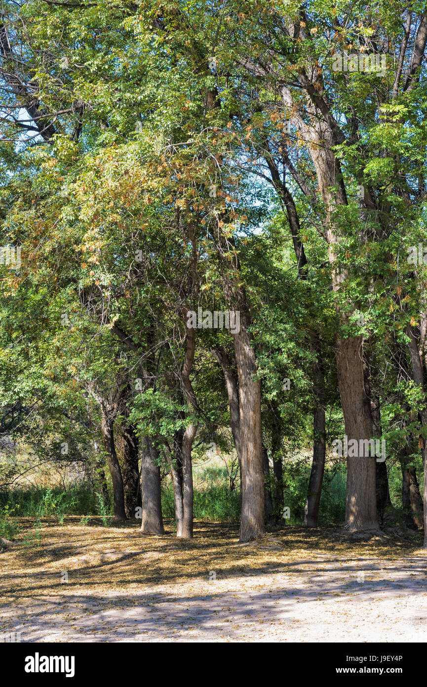 Ash trees known as Sogdian ash (Fraxinus Excelsior), Charyn National ...