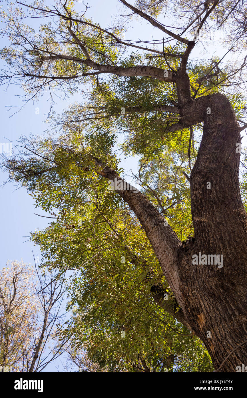 Ash trees known as Sogdian ash (Fraxinus Excelsior), Charyn National ...