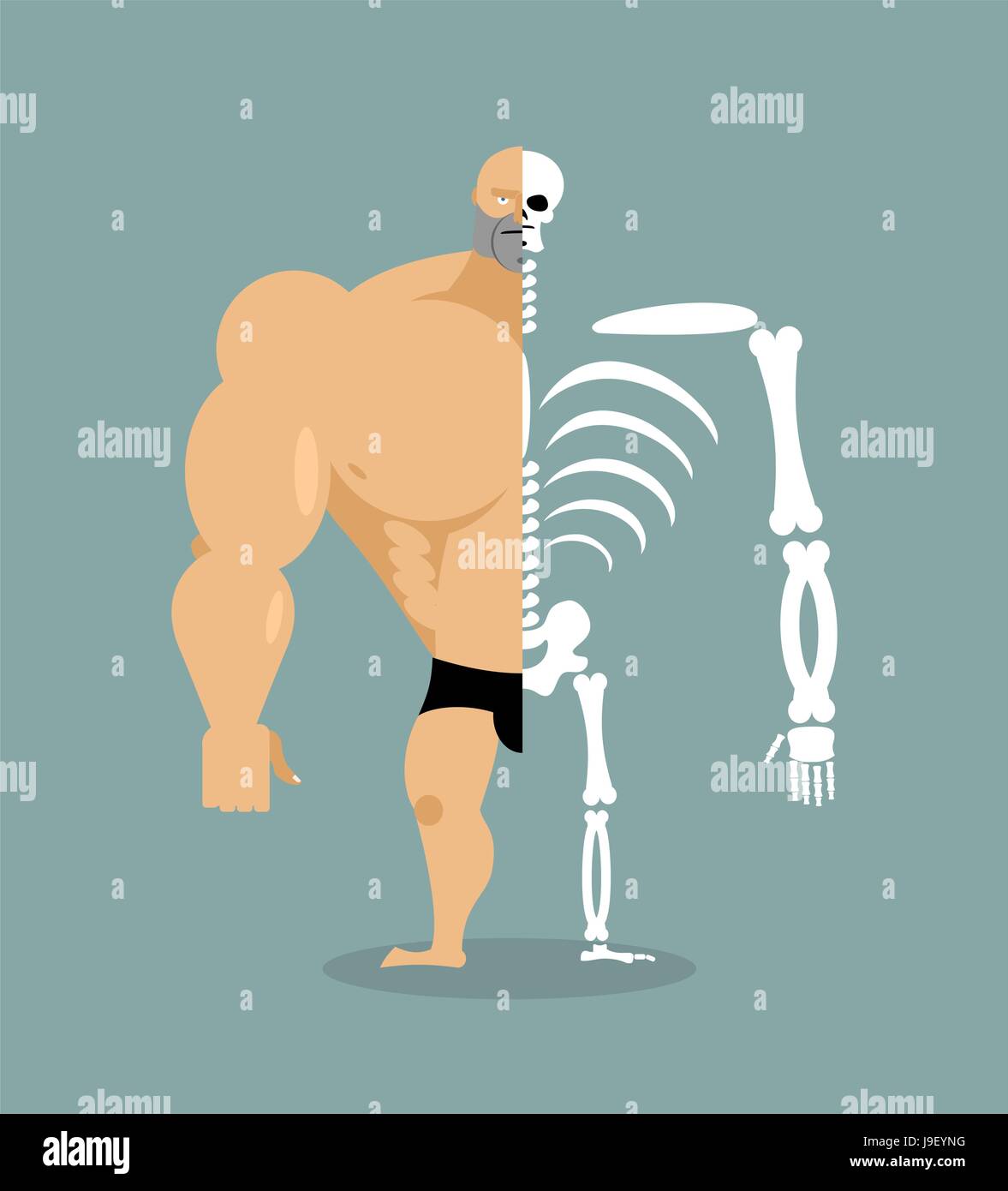 human structure. Skeleton men. construction of athlete. Bones and skull ...