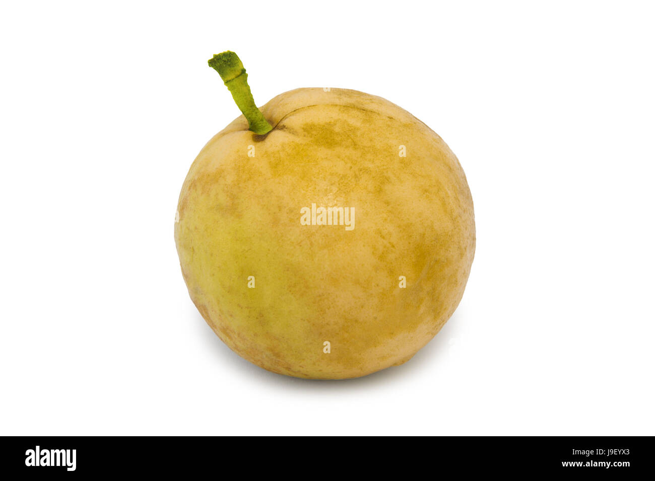 Young guava fruit isolated in white background. Fresh psidium guajava ...
