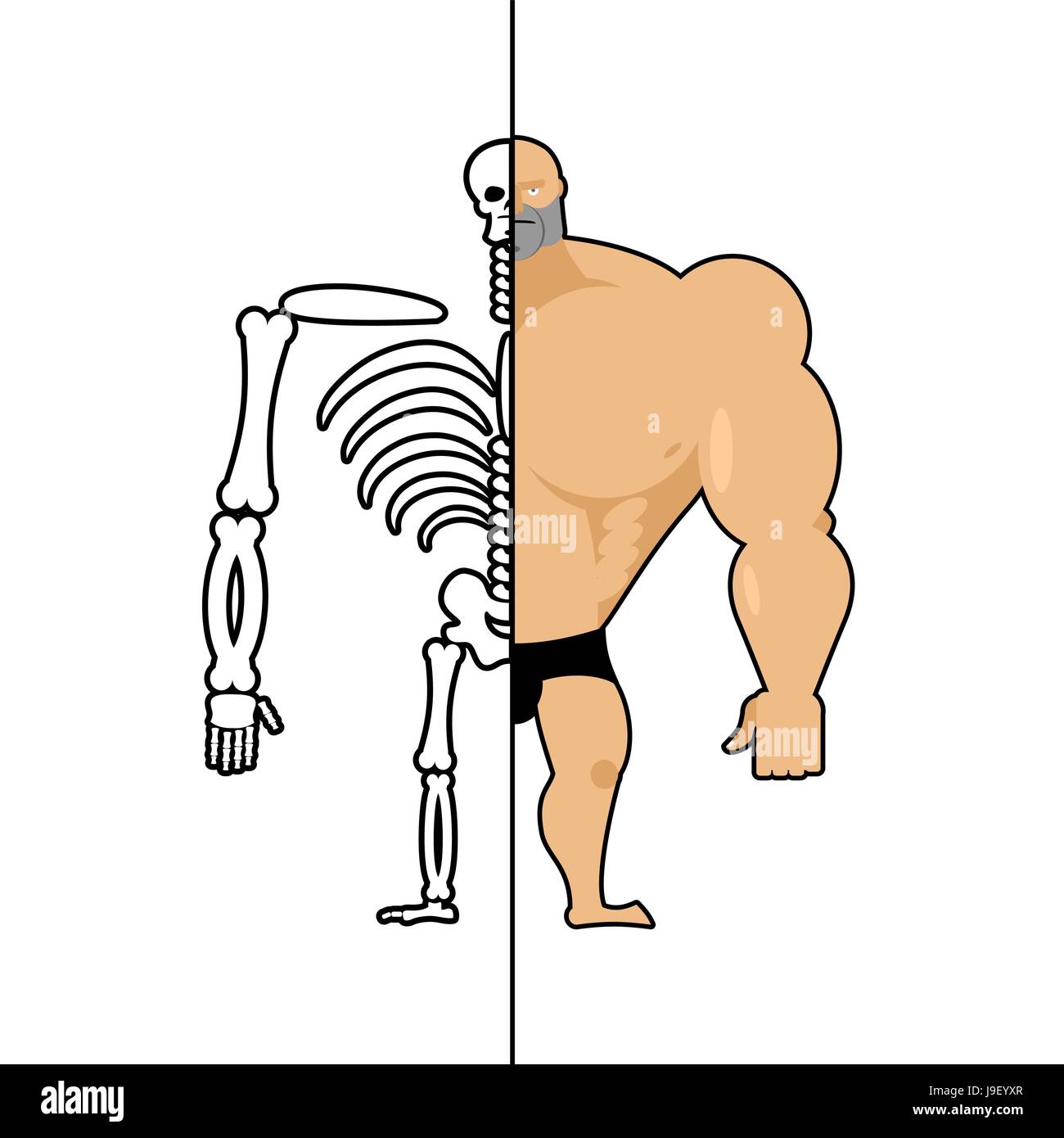 human structure. Skeleton men. Anatomy bodybuilder. construction of ...