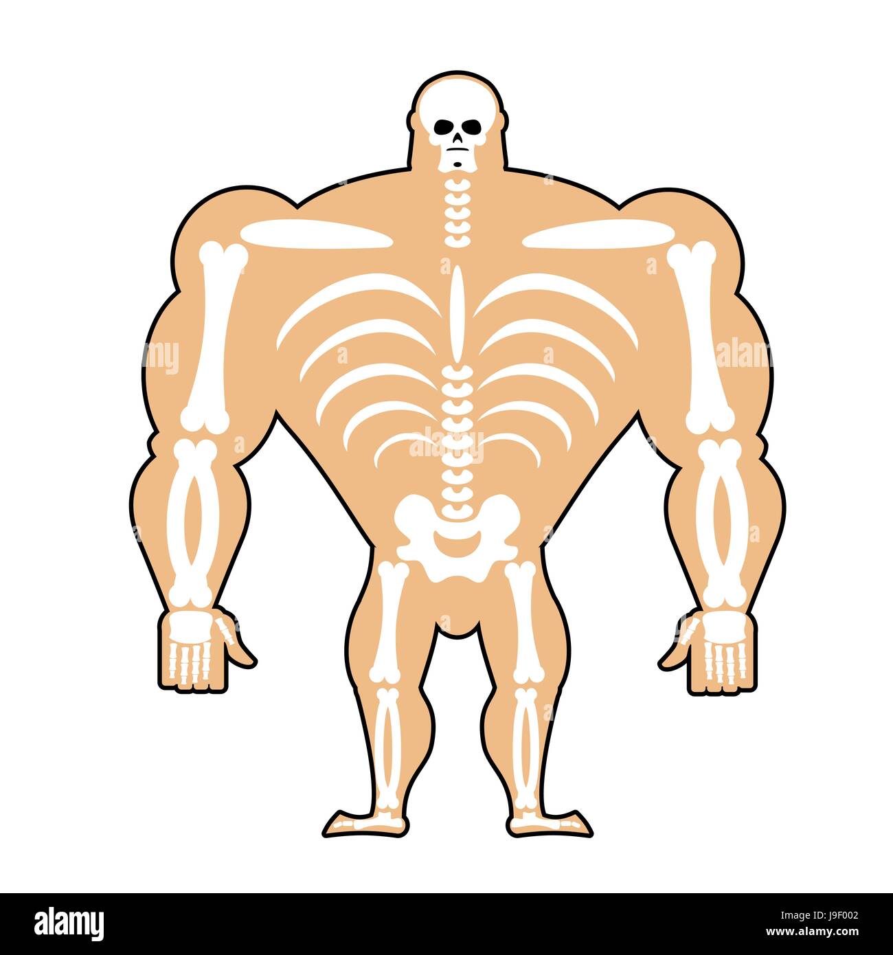 human structure. Skeleton men. construction of athlete. Bones and skull ...