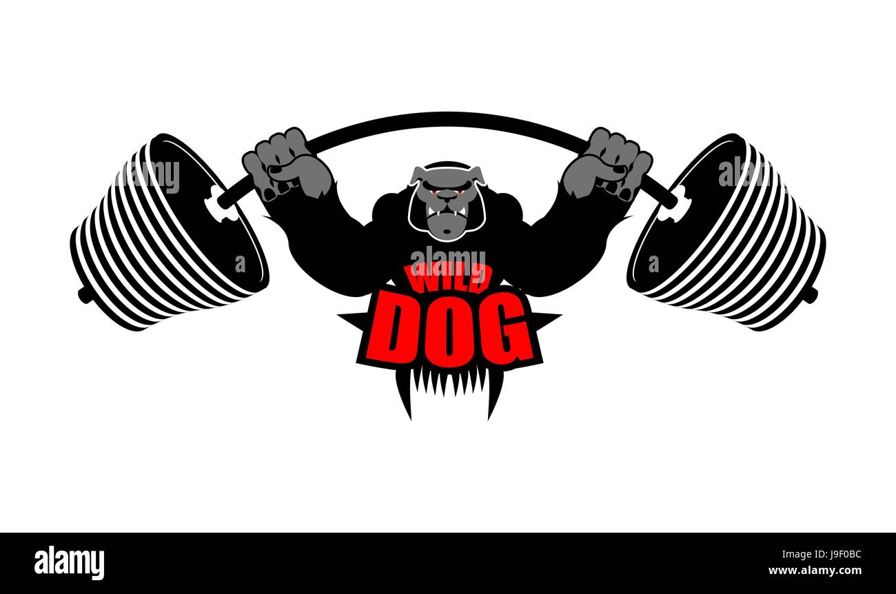 Strong dog and barbell. Aggressive sportsman big bulldog. Angry wild ...