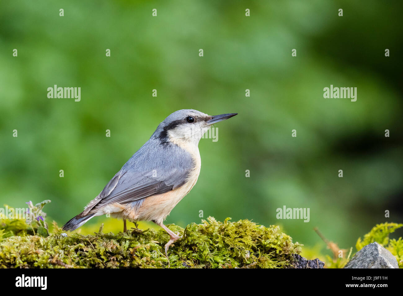 European nuthatch in spring Stock Photo - Alamy