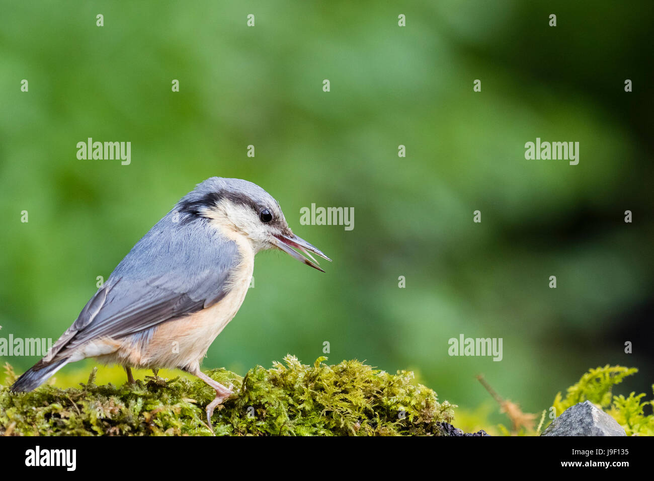 European nuthatch in spring Stock Photo - Alamy
