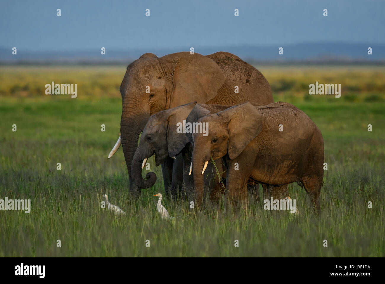 Wildlife in benin hi-res stock photography and images - Alamy