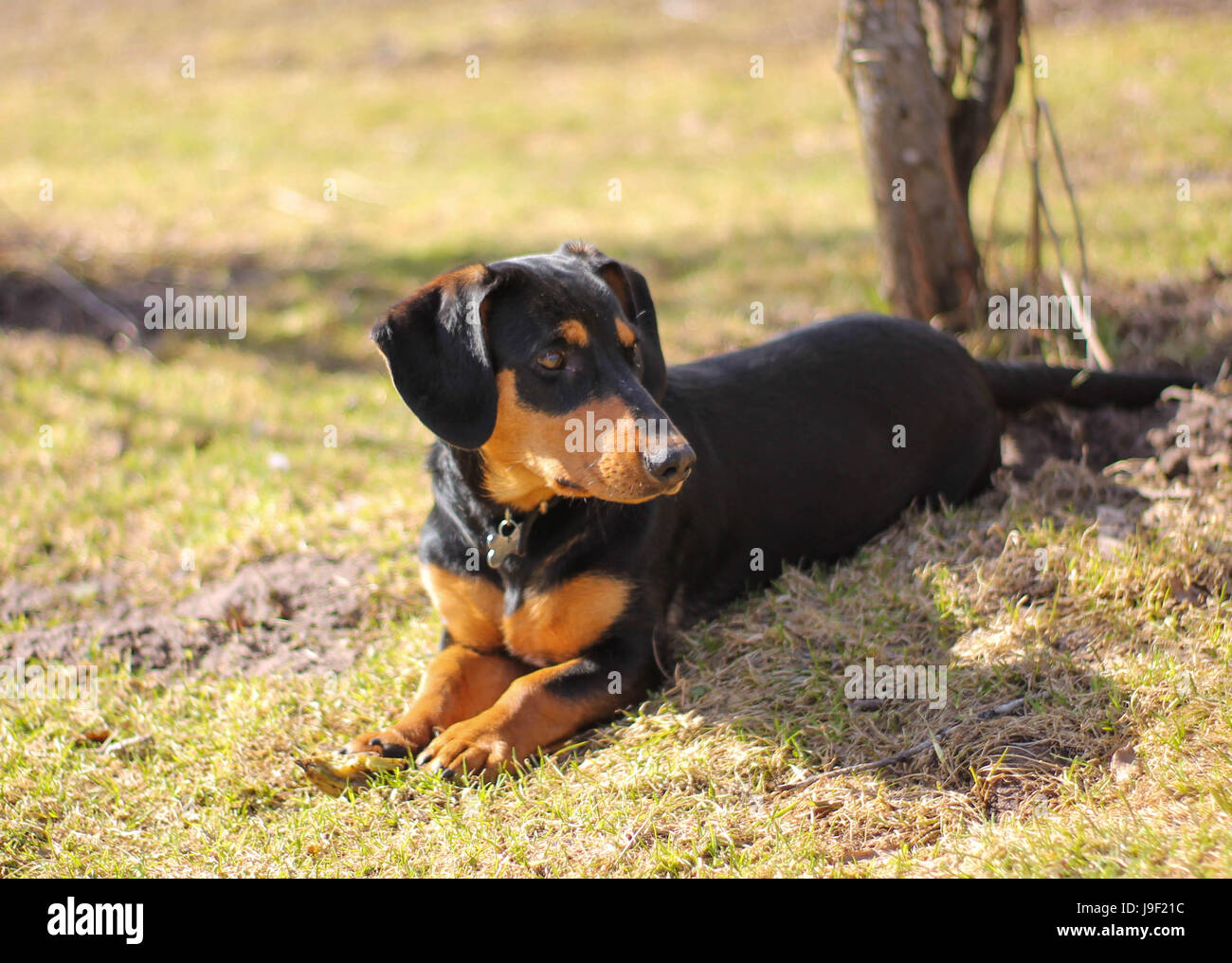 Dog on ground Stock Photo - Alamy