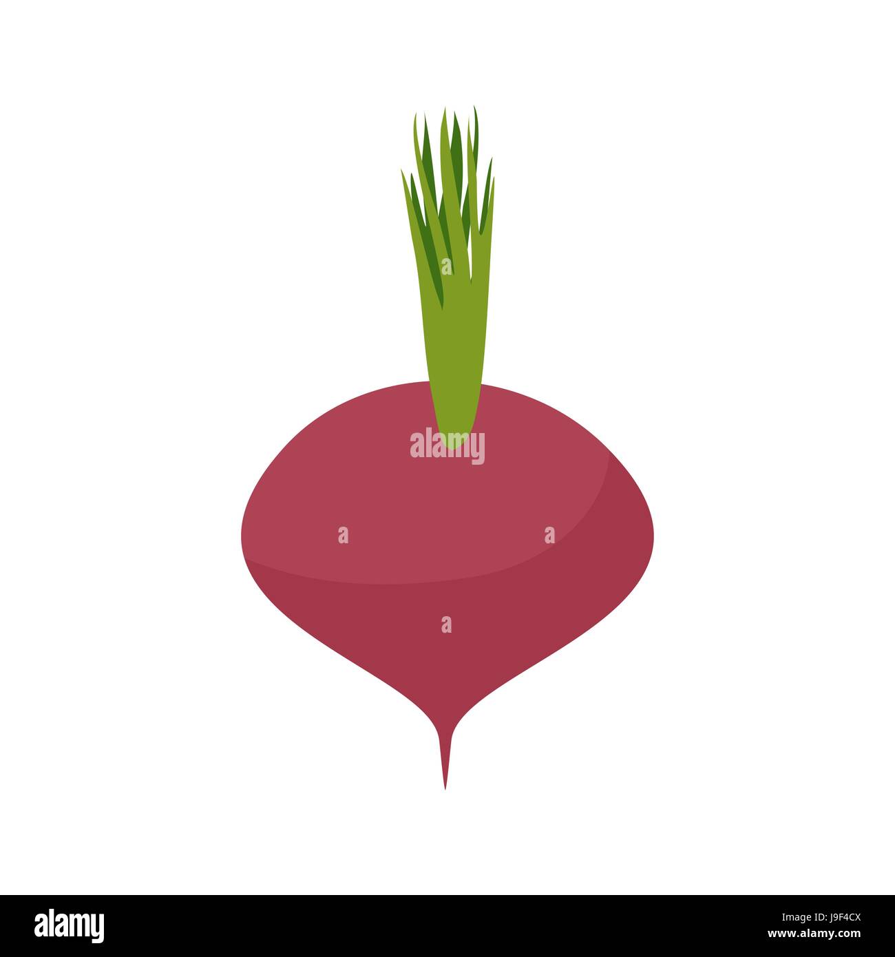 Raw red beetroot on Stock Vector Images - Alamy
